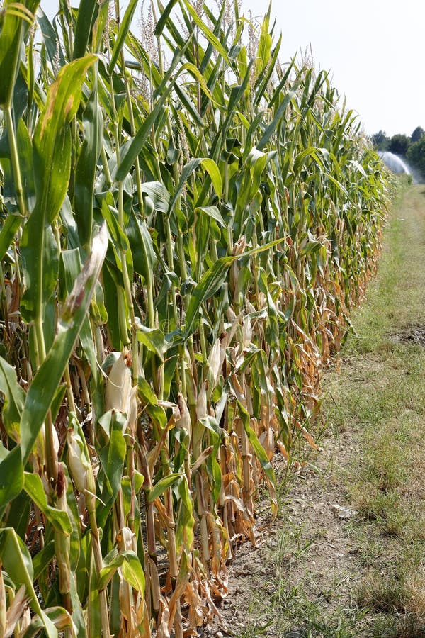 Field planted with corn stock image. Image of agricultural - 75058451