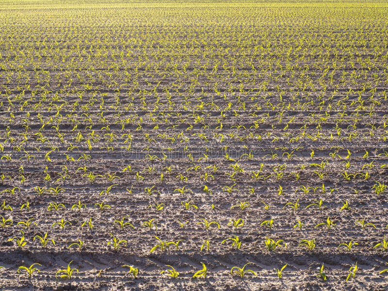 Field Planted with Corn with Small Green Plants Stock Image - Image of ...
