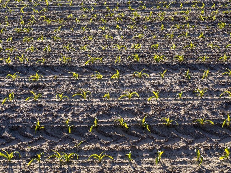 Field Planted with Corn with Small Green Plants Stock Image - Image of ...