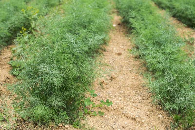 Dill farm stock photo. Image of organic, leaf, dill - 137932624