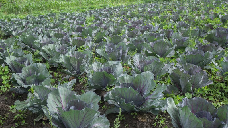 Field Planted with Purple Cabbage Plants in Daylight Stock Photo ...