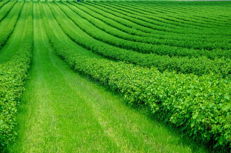 Field is Planted with Rows of Bushes of Black Currant. Agriculture ...