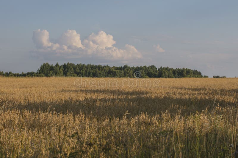 Field planted with rye stock image. Image of produce - 124336509