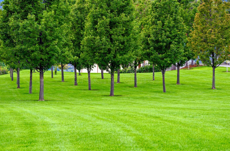 Field of Planted Trees Over Green Lawn in the Park Stock Photo - Image ...
