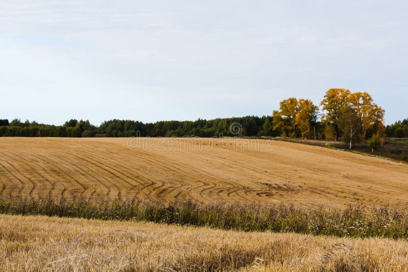 Field Planted with Wheat in Autumn Stock Image - Image of horizon ...