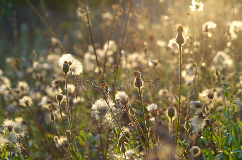 Field Plants in Autumn in the Evening Sun Stock Photo - Image of season ...