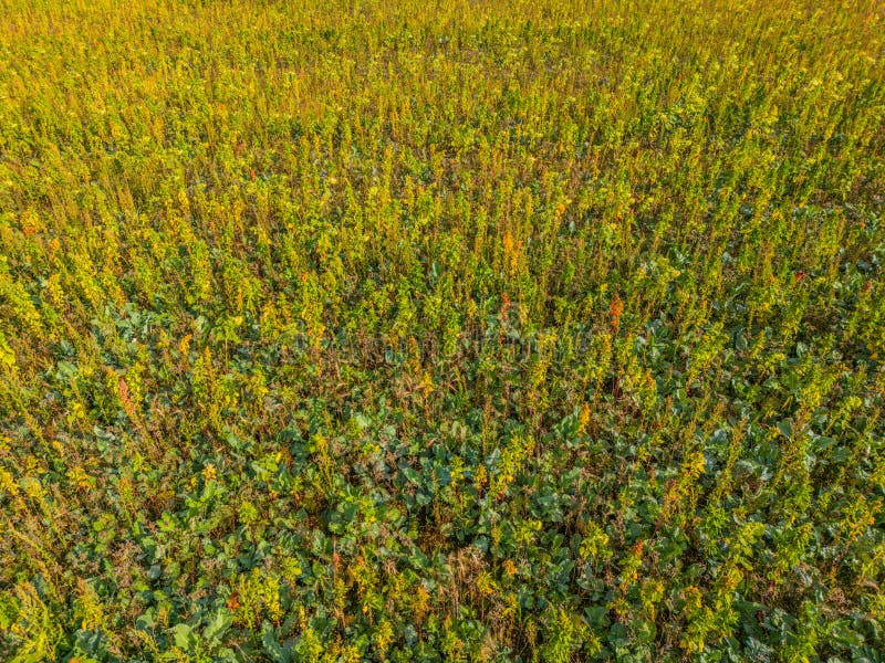 Field of plants in autumn stock photo. Image of flora - 255988670
