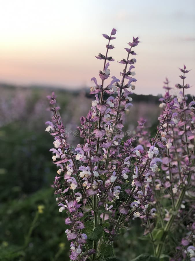 Field plants stock image. Image of plants, nature, scenery - 170019001