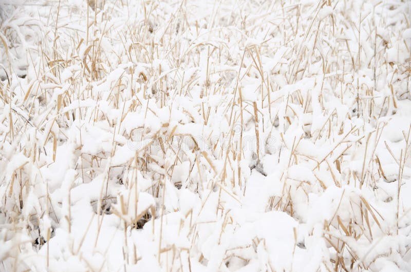 Field with Plants Covered with Fresh Snow Stock Photo - Image of snow ...