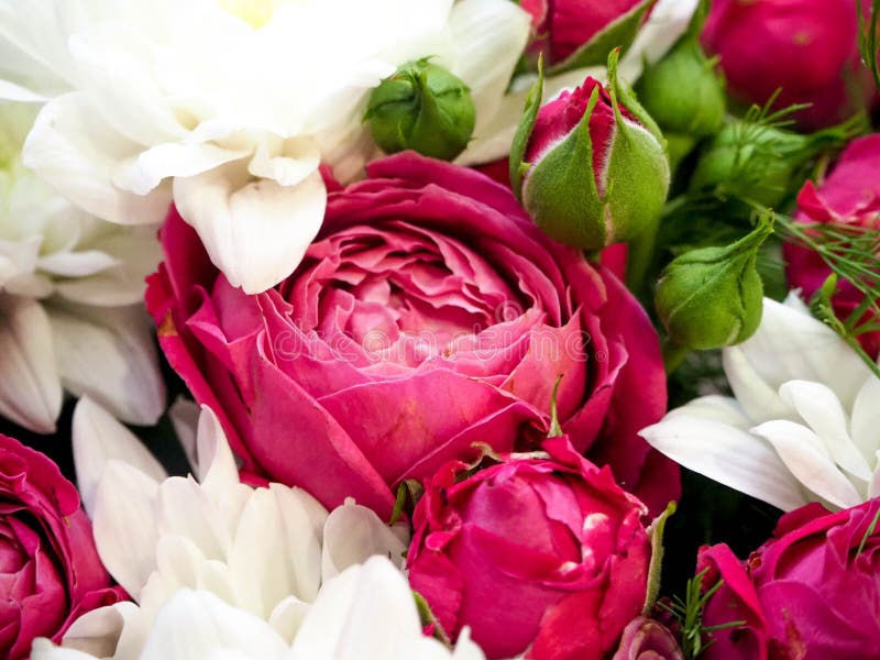 Field and Field Plants in the Middle of Summer Stock Image - Image of ...