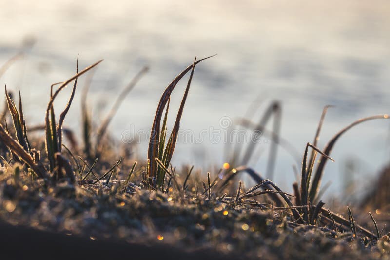 Field Plants on a Sunny April Day. Landscape in the Countryside Stock ...