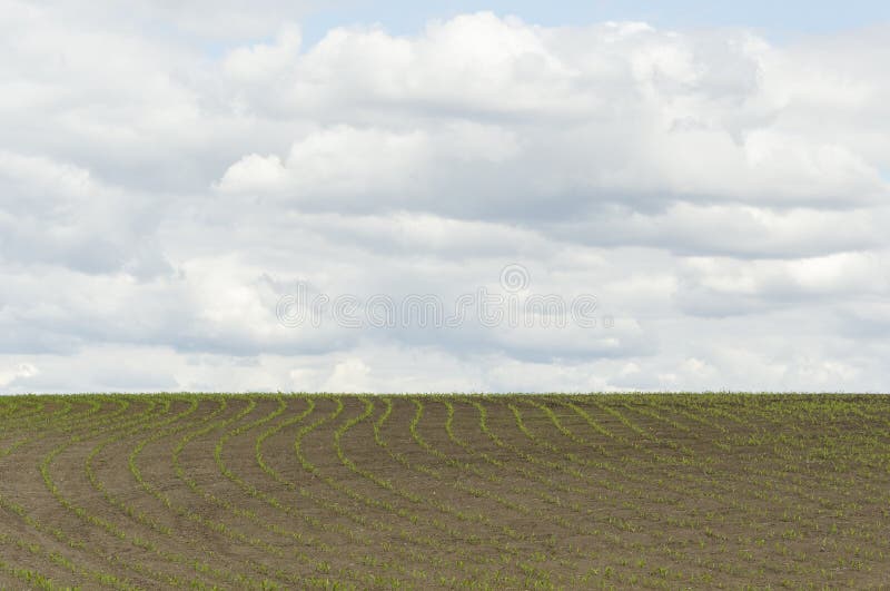 Field with Plants Planted in Rows Against a Blue Sky Stock Image ...