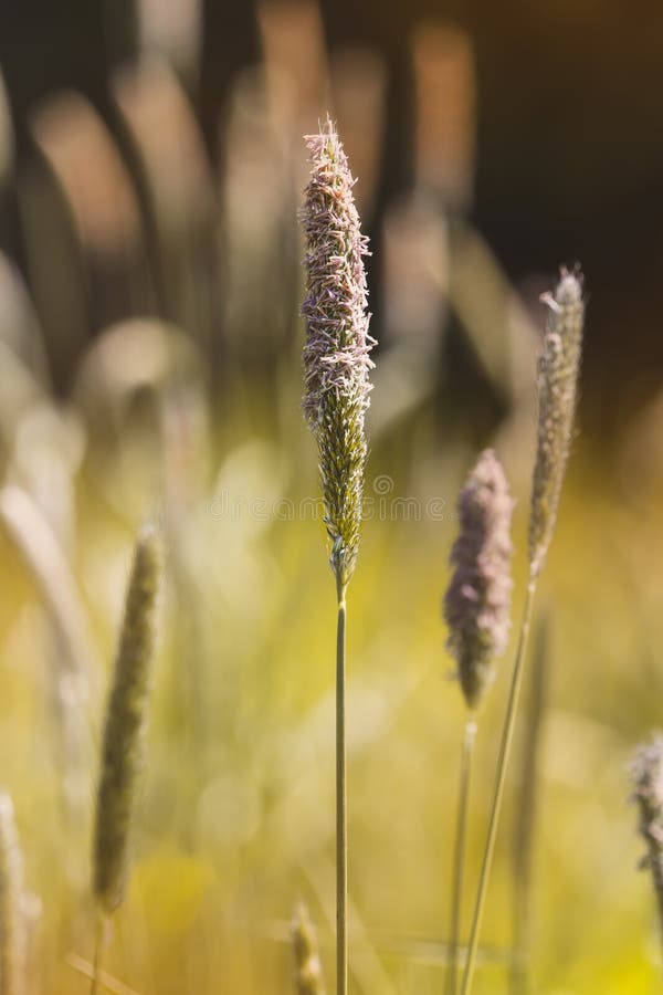 Field Plants on a Sunny May Day. Landscape in the Countryside Stock ...