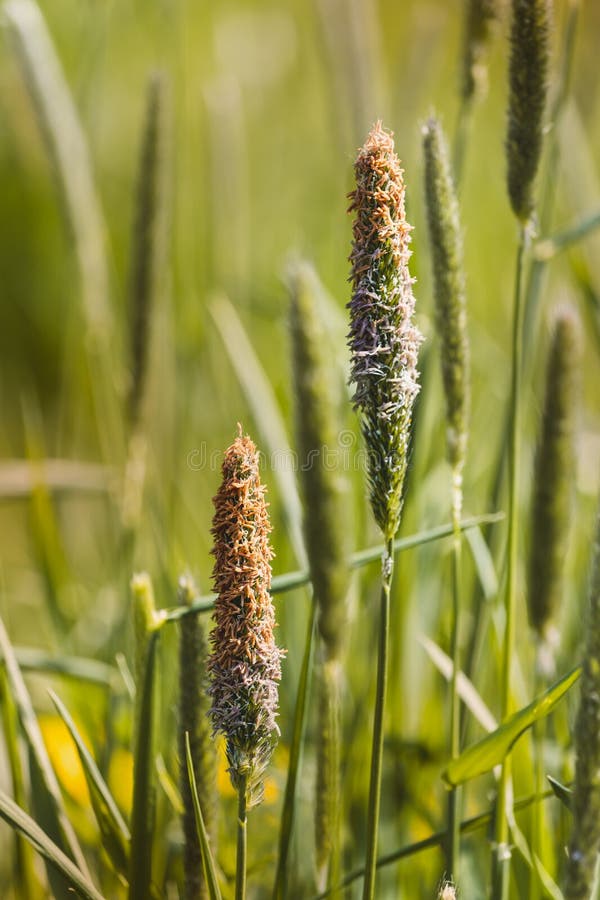 Field Plants on a Sunny May Day. Landscape in the Countryside Stock ...