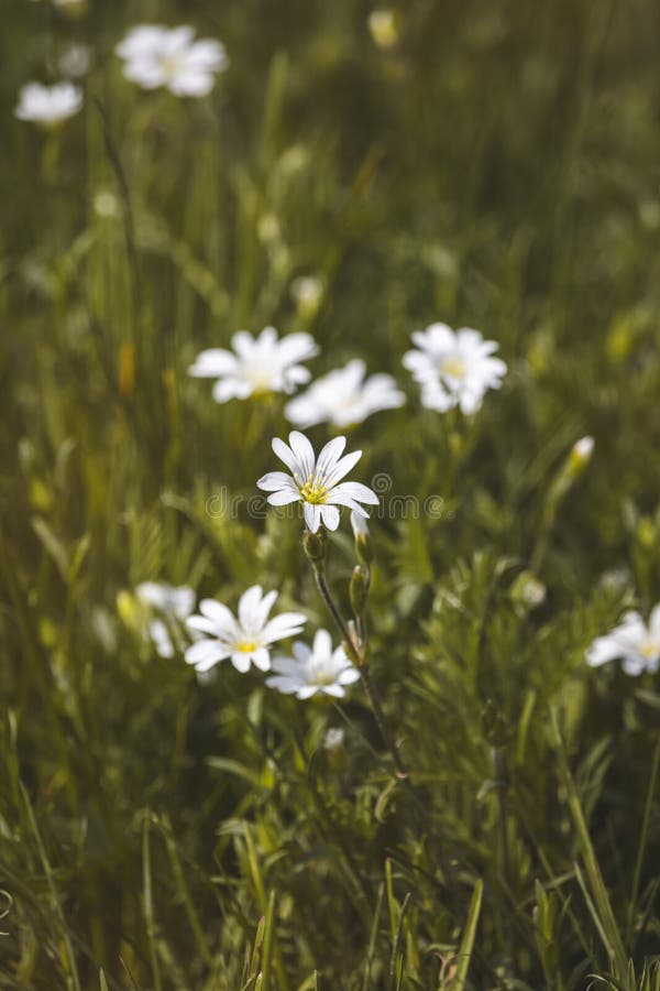 Field Plants on a Sunny May Day. Landscape in the Countryside Stock ...