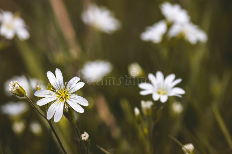 Field Plants on a Sunny May Day. Landscape in the Countryside Stock ...