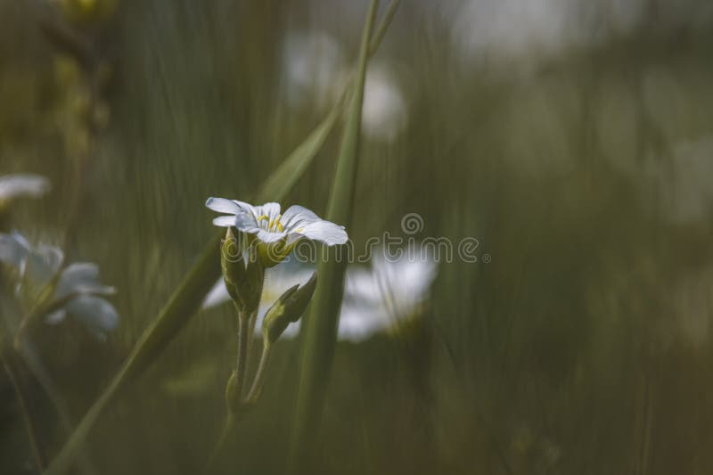 Field Plants on a Sunny May Day. Landscape in the Countryside Stock ...