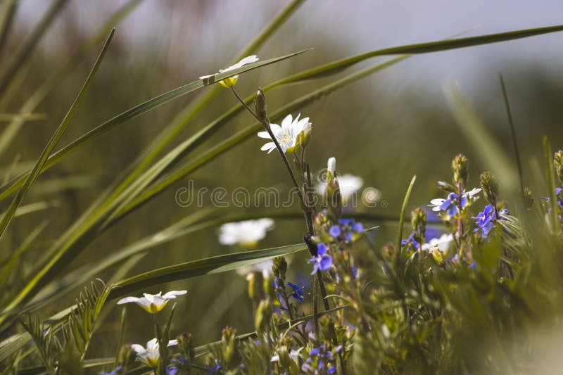 Field Plants on a Sunny May Day. Landscape in the Countryside Stock ...