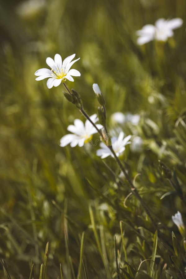 Field Plants on a Sunny May Day. Landscape in the Countryside Stock ...