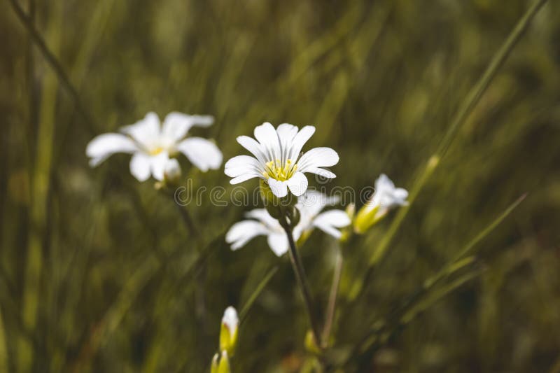 Field Plants on a Sunny May Day. Landscape in the Countryside Stock ...