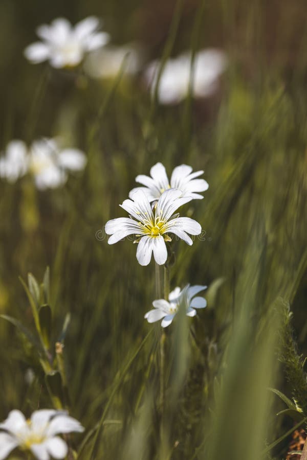 Field Plants on a Sunny May Day. Landscape in the Countryside Stock ...