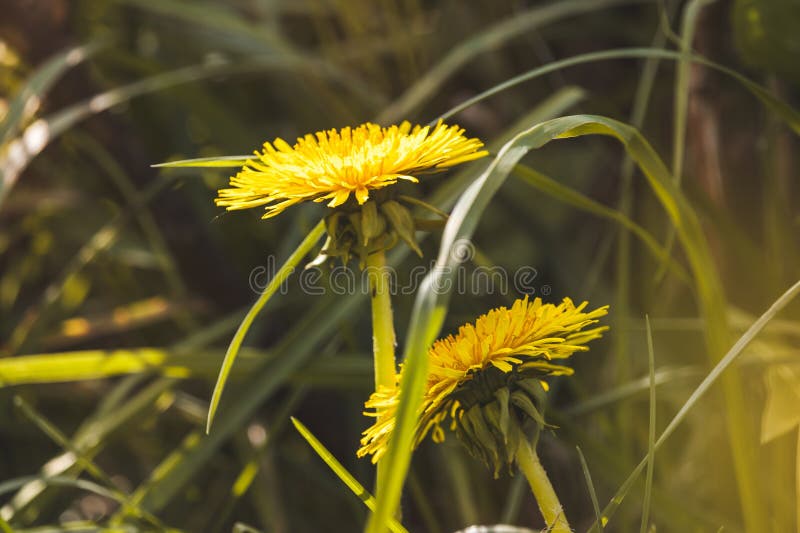 Field Plants on a Sunny May Day. Landscape in the Countryside Stock ...