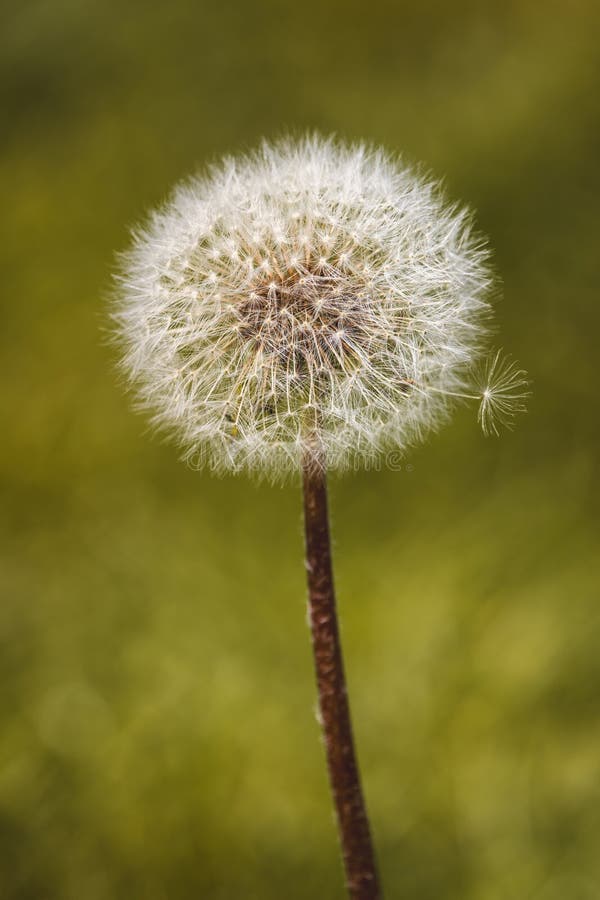Field Plants on a Sunny May Day. Landscape in the Countryside Stock ...