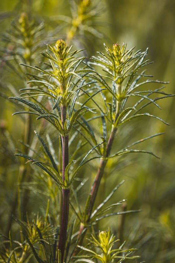 Field Plants on a Sunny May Day. Landscape in the Countryside Stock ...