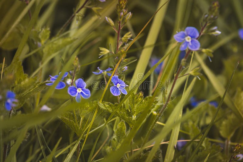 Field Plants on a Sunny May Day. Landscape in the Countryside Stock ...