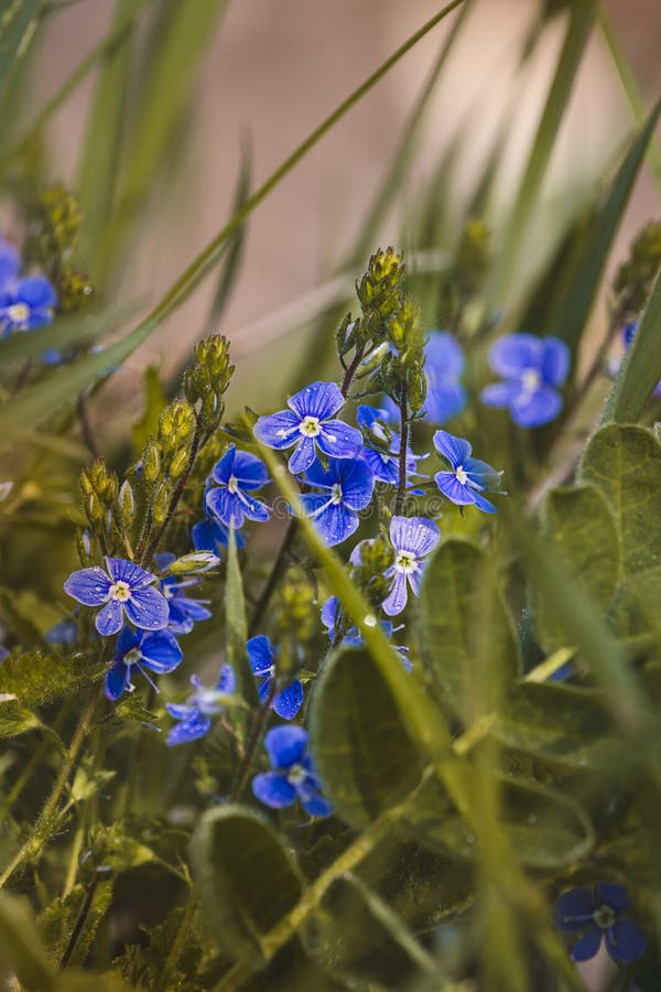 Field Plants on a Sunny May Day. Landscape in the Countryside Stock ...