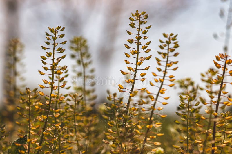 Field Plants on a Sunny May Day. Landscape in the Countryside Stock ...
