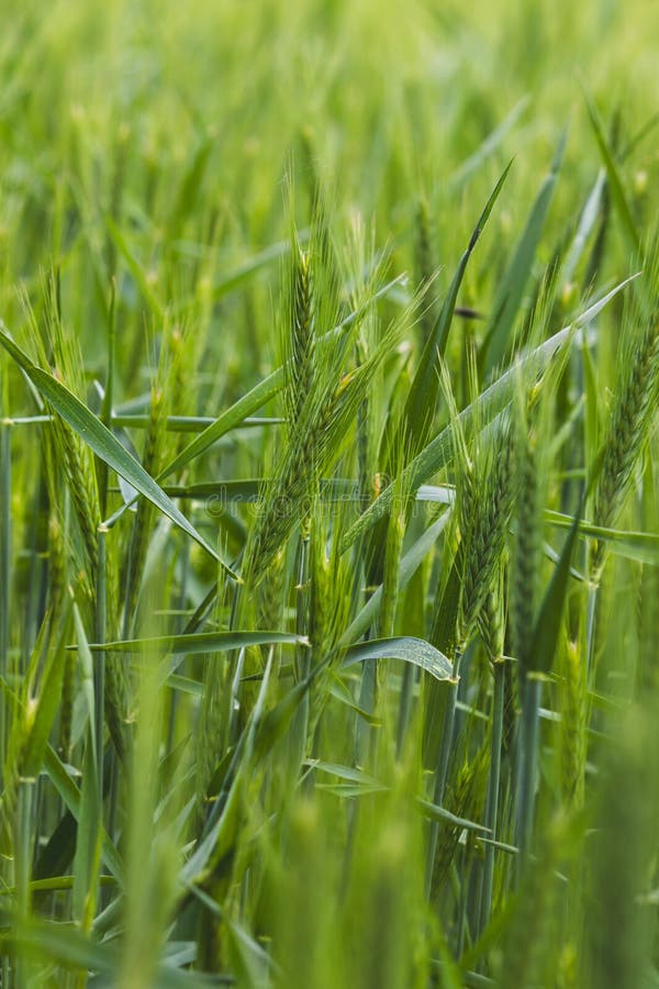 Field Plants on a Sunny May Day. Landscape in the Countryside Stock ...