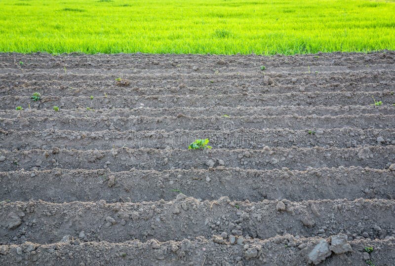 Field in Poland stock photo. Image of poland, rural, agriculture - 76866108
