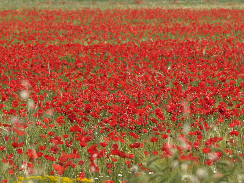 Field with poppies stock photo. Image of nature, vertical - 12448662