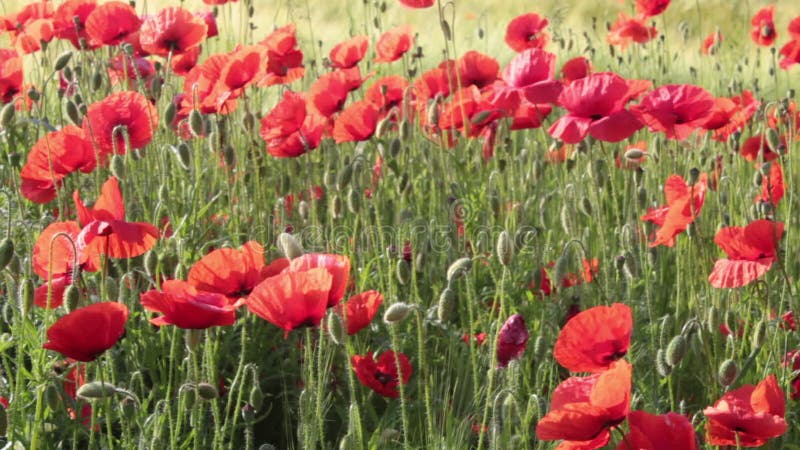 A Field of Red Poppies is in Full Bloom. the Flowers are Scattered ...