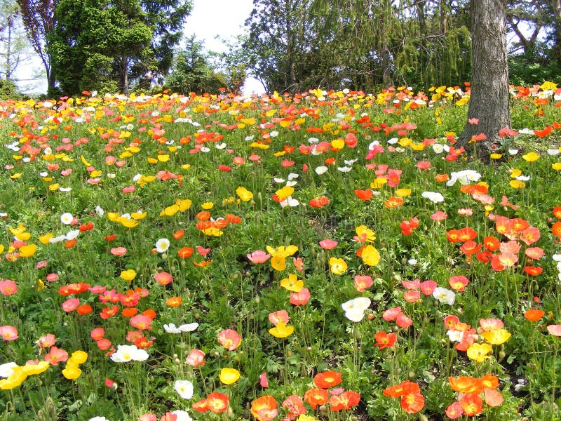 Field of Poppies stock image. Image of trees, orange - 55950219