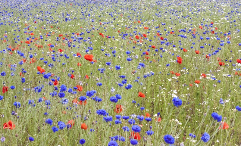 Field of Poppies and Bluetts Stock Photo - Image of flowers, orchids ...