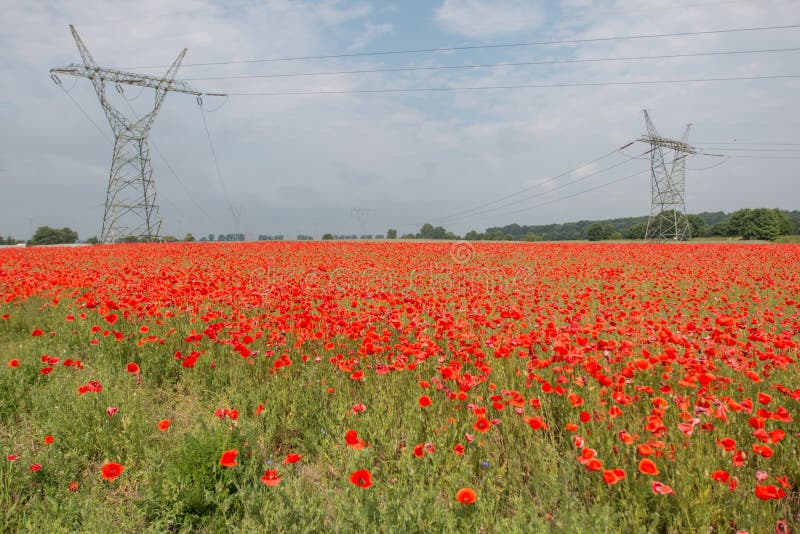 Field of Poppies in the Broad Perspective Stock Image - Image of field ...