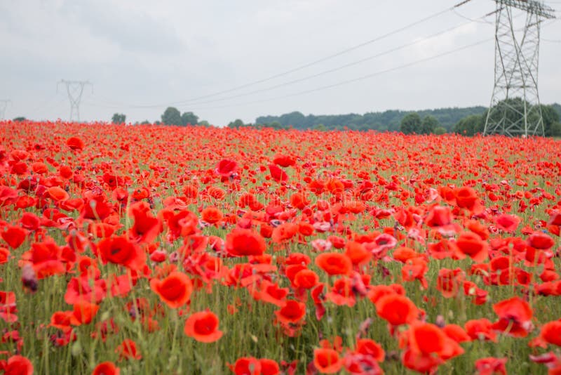 Field of Poppies in the Broad Perspective Stock Photo - Image of broad ...