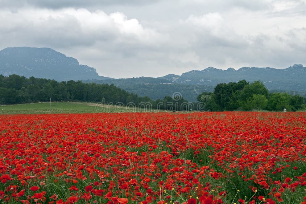 Field of Poppies on Grey Day Stock Image - Image of field, remembrance ...