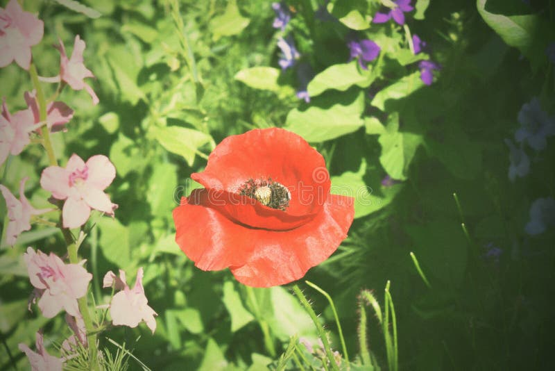 Field of poppies stock image. Image of gardening, color - 117979593