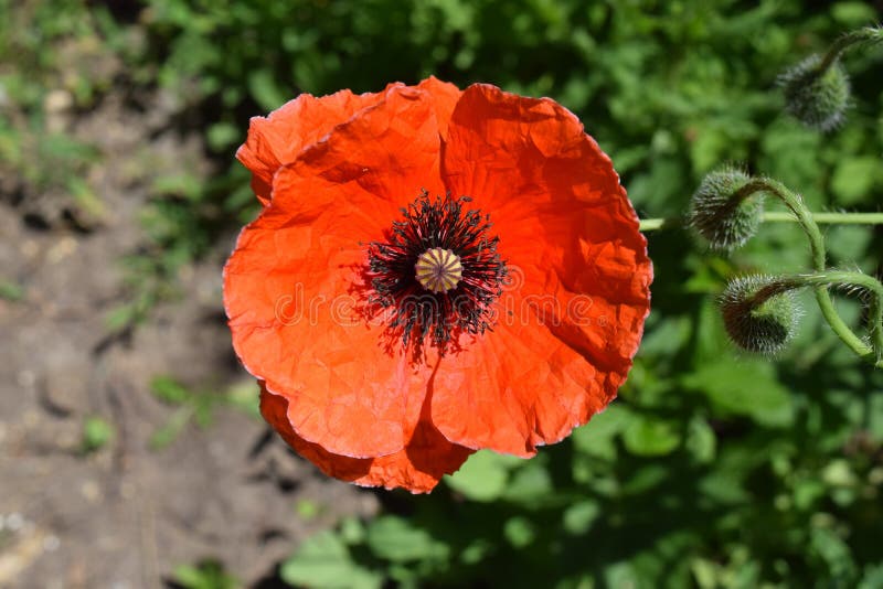 Field of poppies stock image. Image of daylight, calm - 117979251