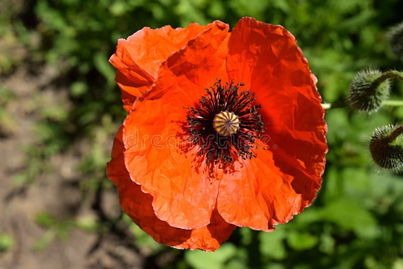 Field of poppies stock photo. Image of floral, grass - 117979360