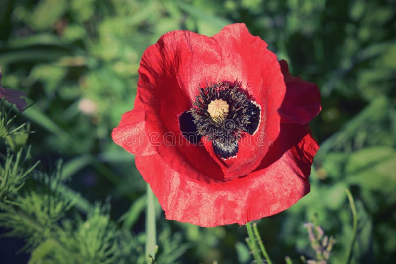 Field of poppies stock photo. Image of botanical, gardening - 117979596