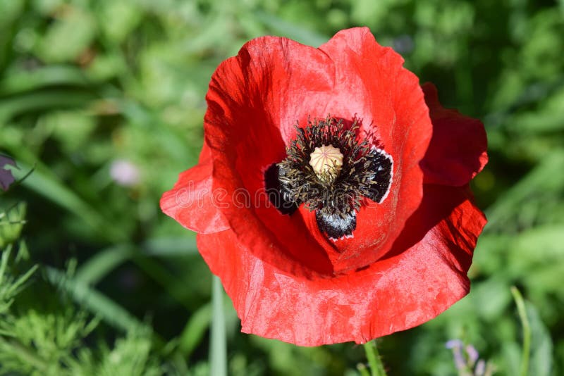 Field of poppies stock photo. Image of beautiful, dream - 117979602
