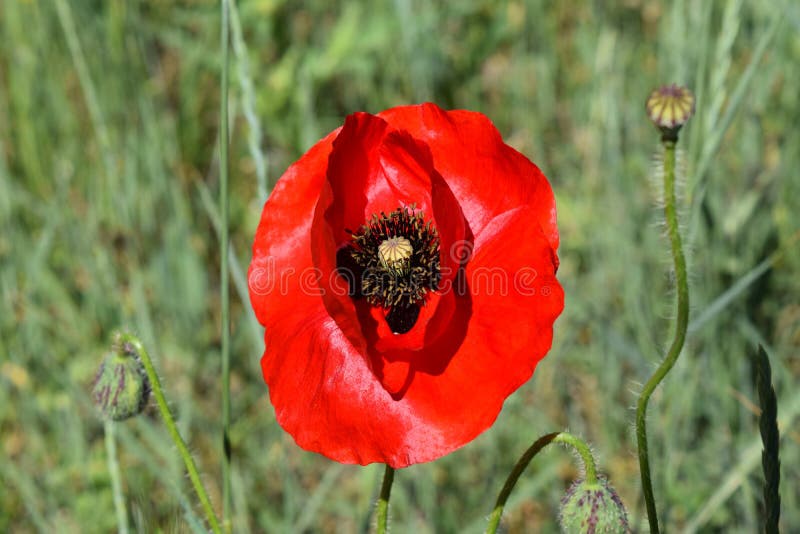 Field of poppies stock photo. Image of botany, grow - 117979638