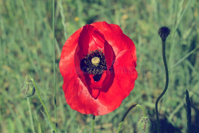 Field of poppies stock image. Image of herbal, blue - 117979651
