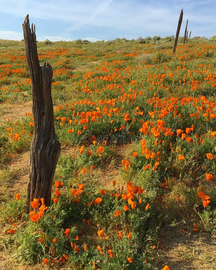 Field of Poppies stock image. Image of beautiful, filled - 93808837