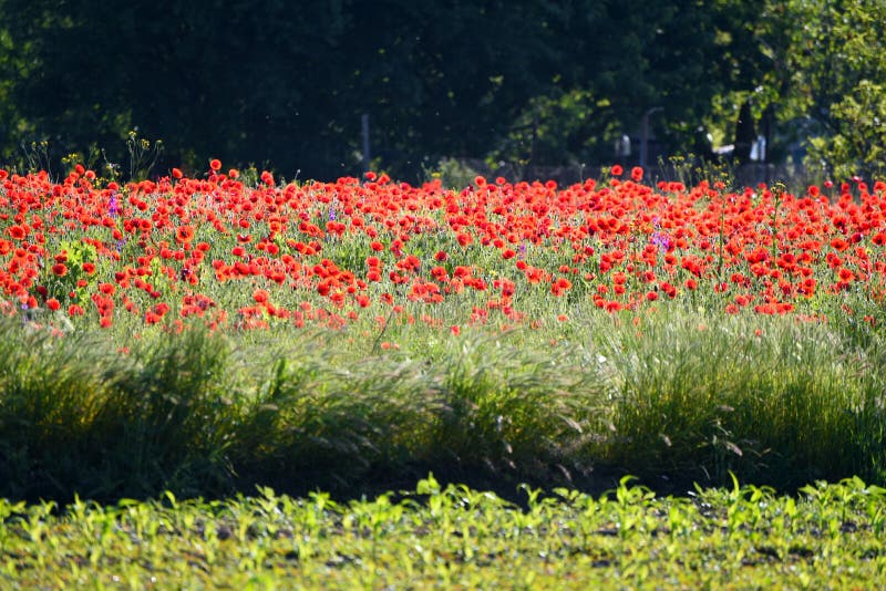 Field of Poppies in the Roman Plain Stock Photo - Image of bloom, plain ...