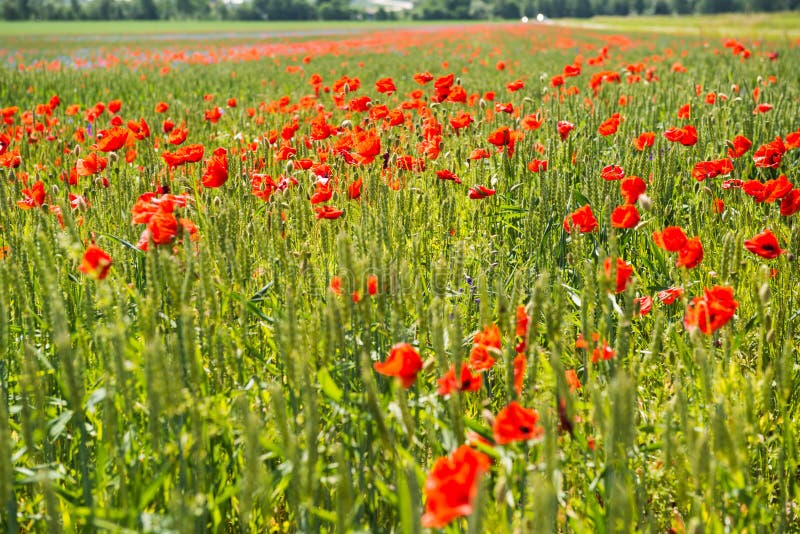 Field of poppies stock image. Image of nature, sweden - 73337847
